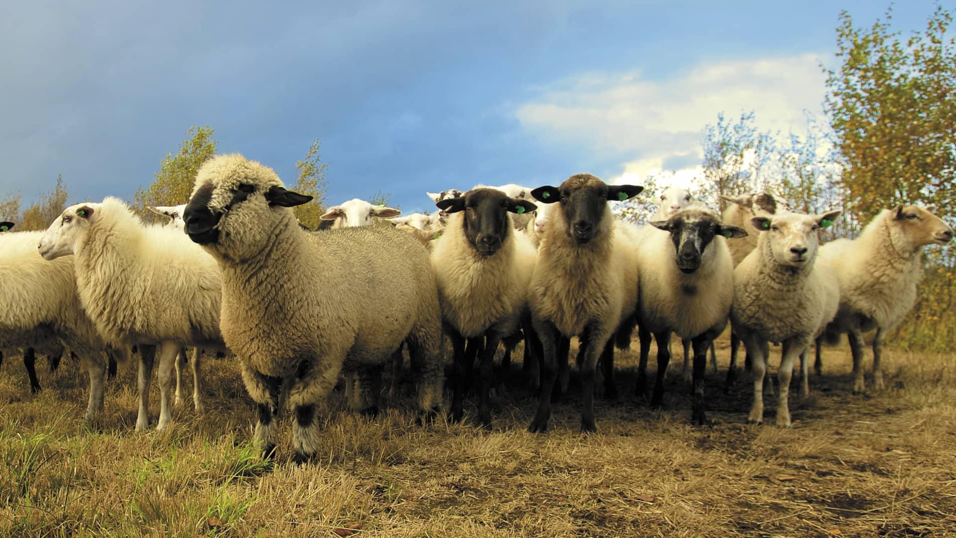 New Zealand Sheep Facts | NZ Sheep Facts you didn't know